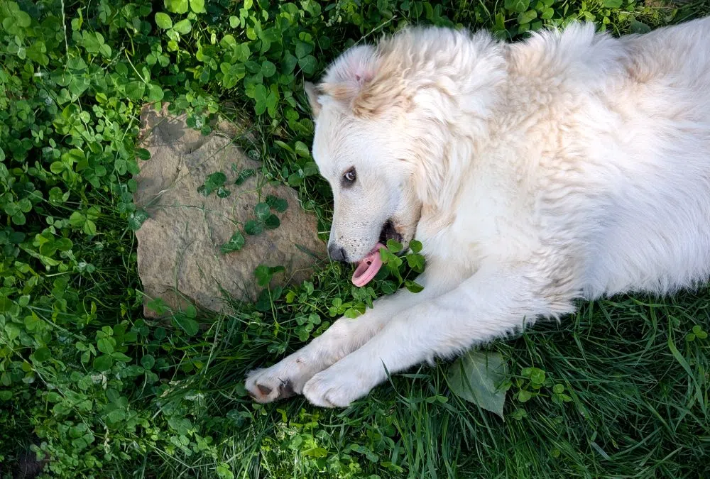 Free dog vaccinations are coming to Siksika Nation this weekend | CJWE ...