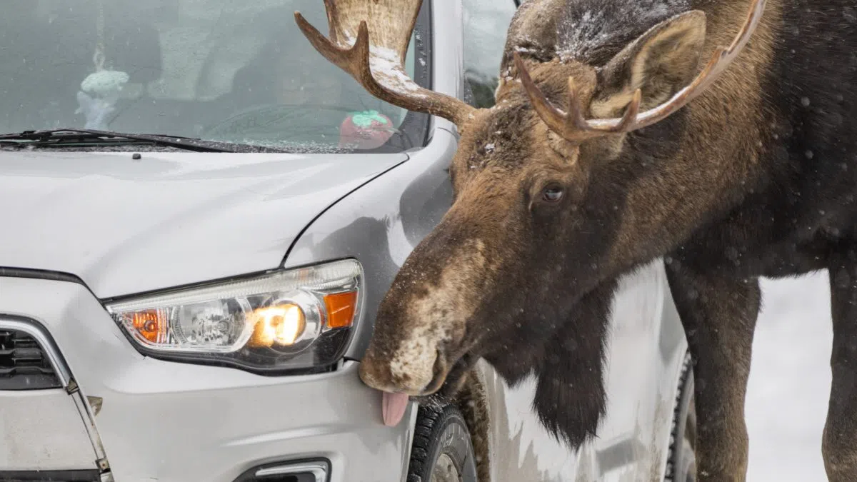 Don’t let moose lick your car, says Parks Canada | CFWE Northern Alberta