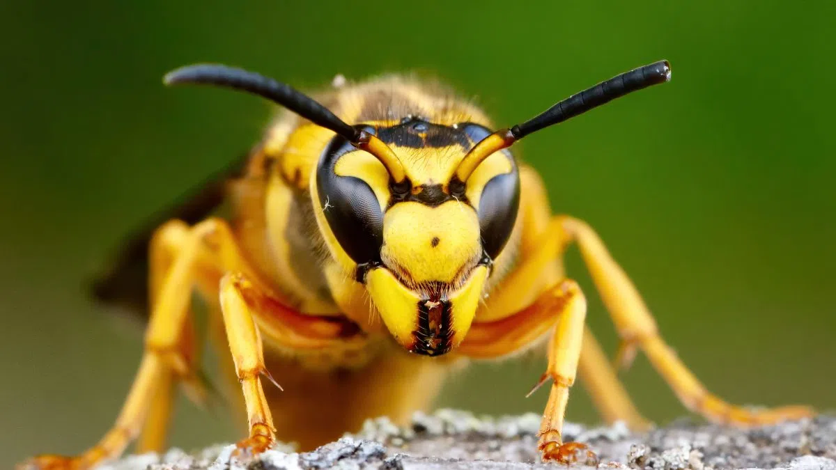 Wasps in Alberta – See what the buzz is all about | CFWE, Alberta's ...