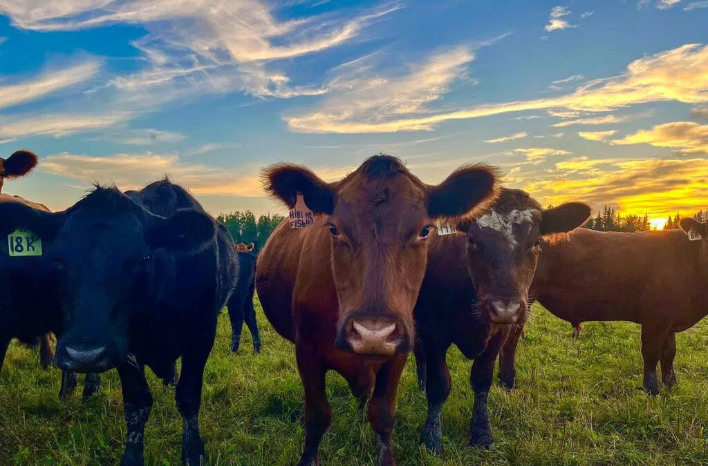 Agricultural disaster declared in two northern Alberta municipalities ...