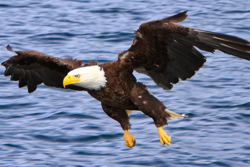 MB conservation officers lay charges in shooting of a bald eagle last ...