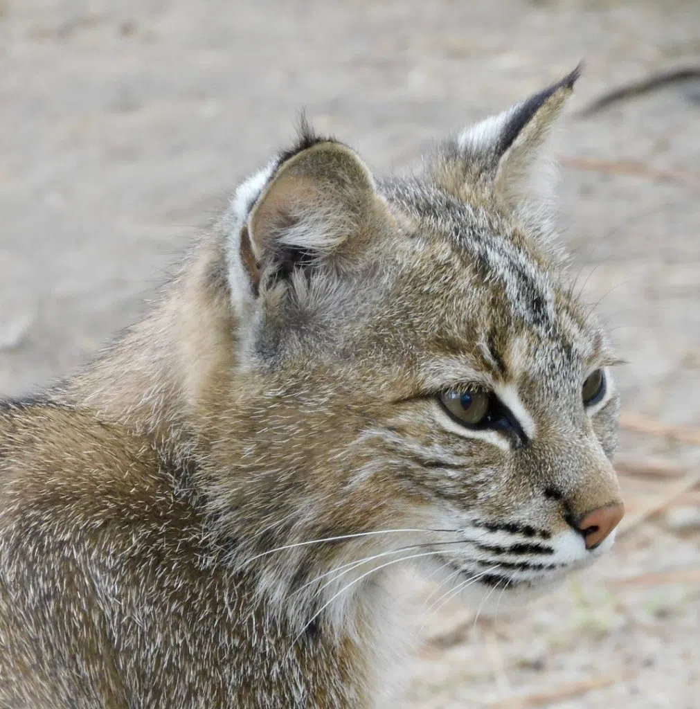Black Pine seeks public support to help bobcat get MRI | Loud 103.3 ...