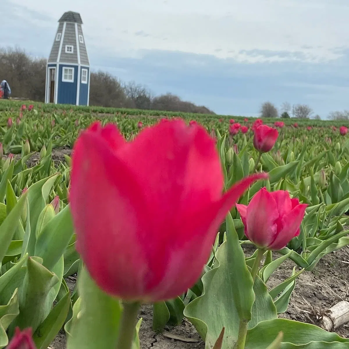 Tulip Tyme Debuts at Harvest Tyme Family Farm in Lowell | Indiana 105