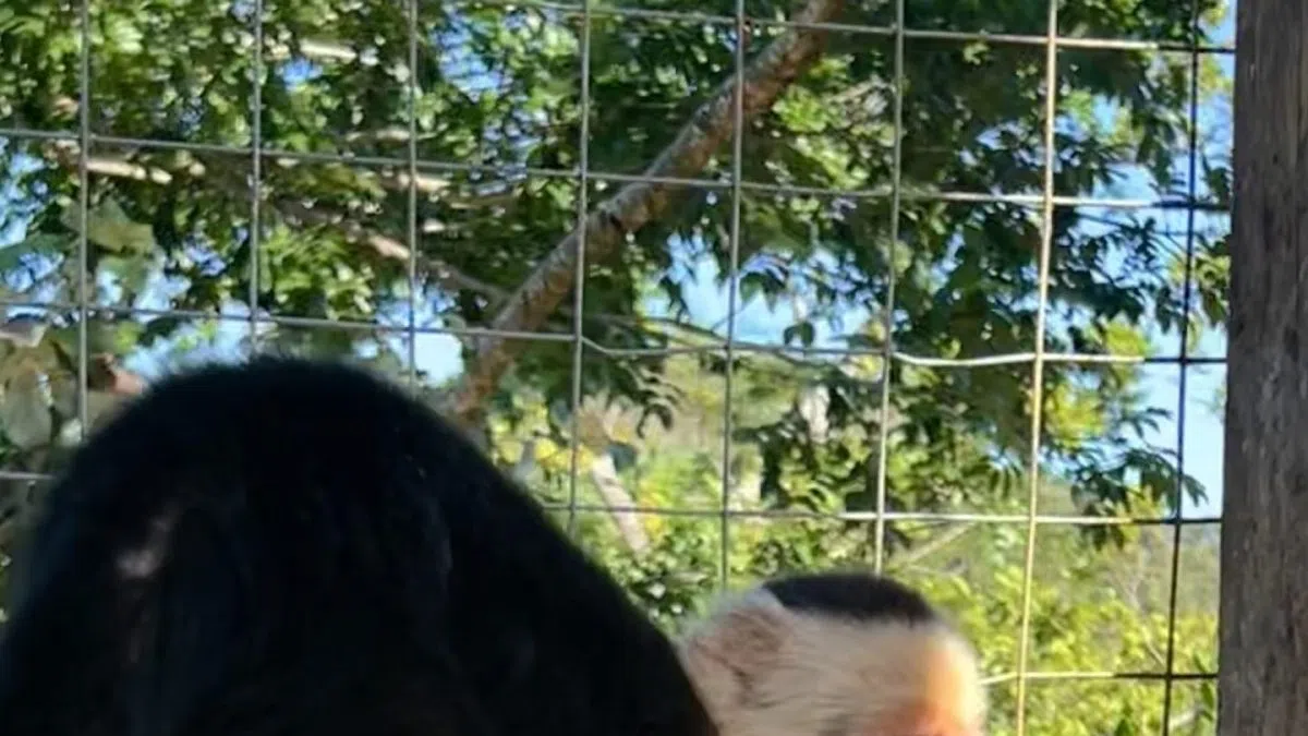 CARLA IS BACK AFTER HER RUN-IN WITH A MONKEY IN HONDURAS | News Talk ...