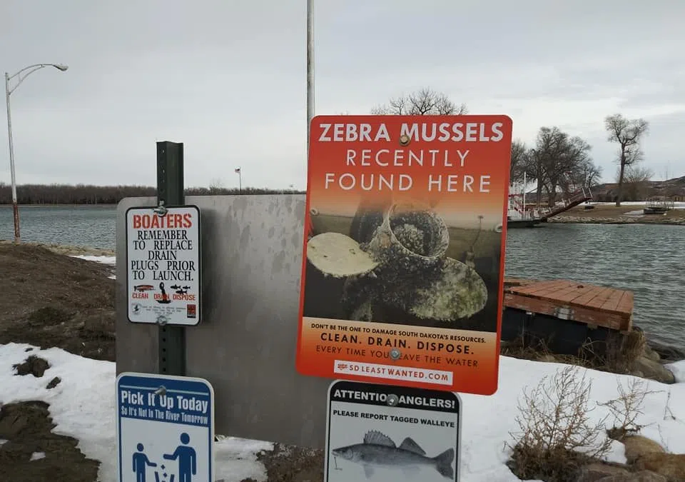 Communication Key To GF&P Efforts To Limit Zebra Mussels | KCCR-AM