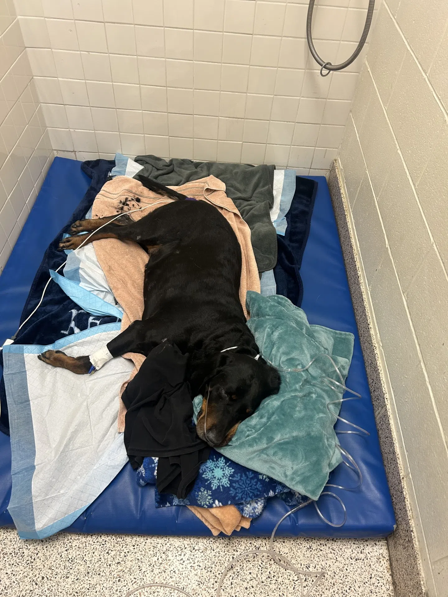 Cause of Fire at The Collective at Sutherland Determined, Injured Dog ...