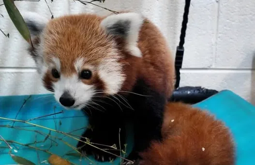 Zoo Knoxville Introduces New Three-Legged Red Panda | WOKI-FM