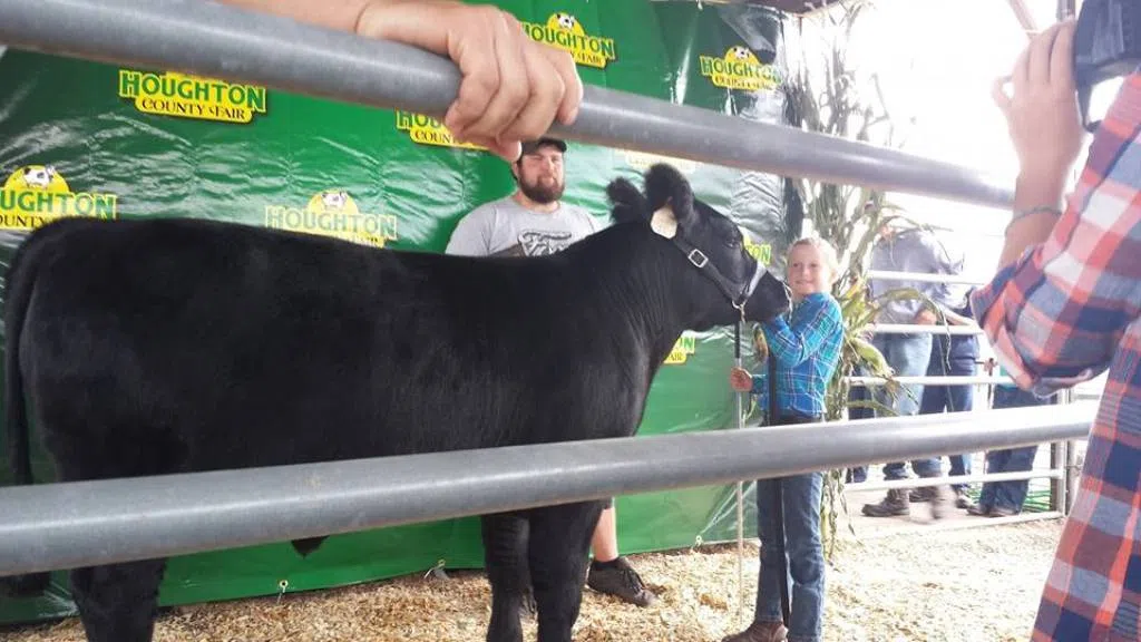 Prize Cow | The Keweenaw Report