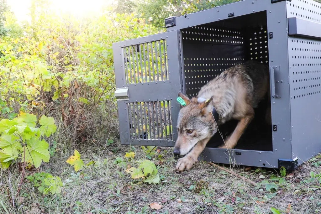Wolf Released | The Keweenaw Report