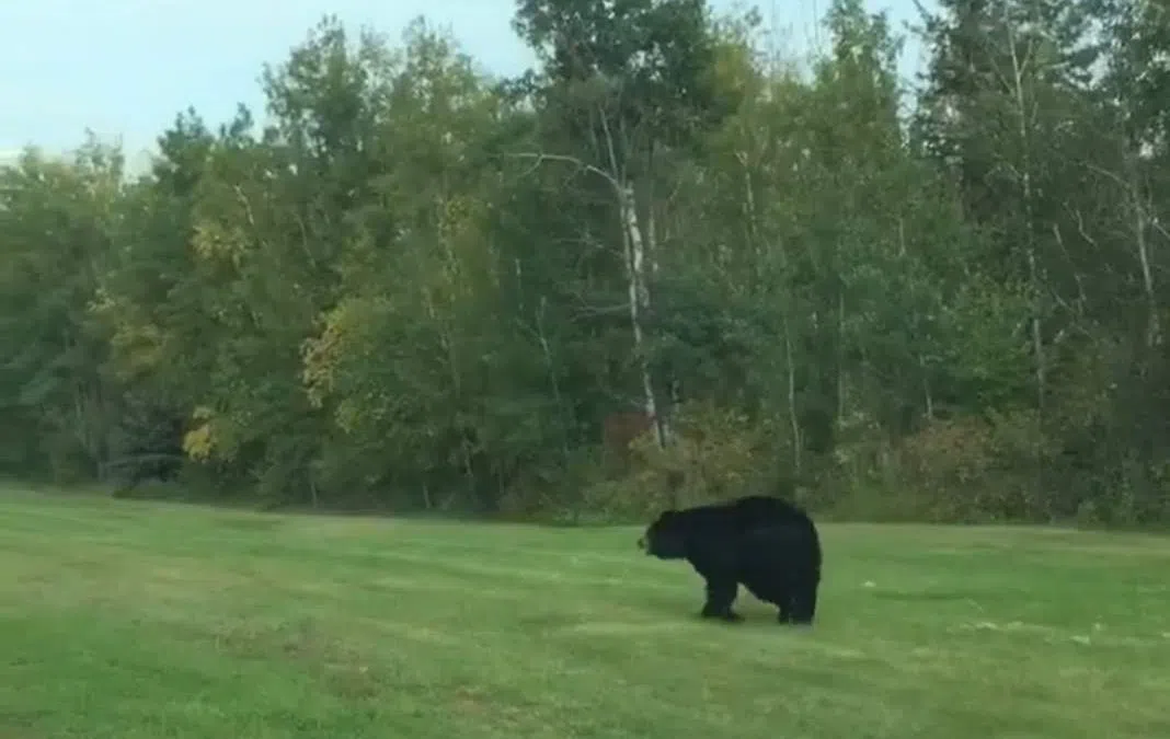 Bear sightings steady in Fort McMurray region this season | play 103.7 ...