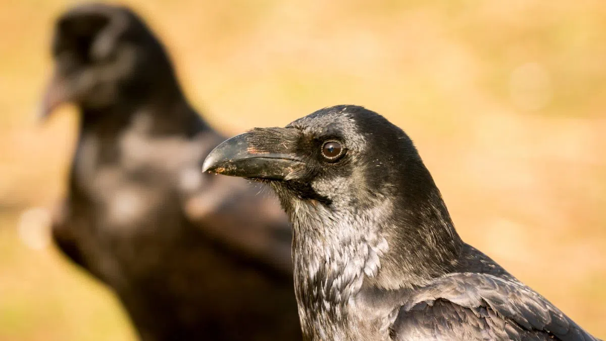 Crows are Jerks too | play 107 | Harvard Media