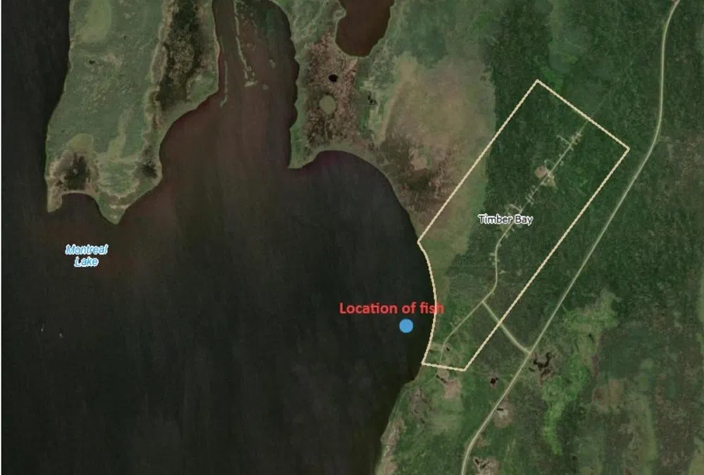 Multiple fish left to waste on Montreal Lake | 620 CKRM - The Voice of ...