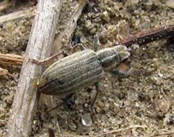2023 Pea Leaf Weevil Survey Map Now Available | GX94 Radio - Now That's ...