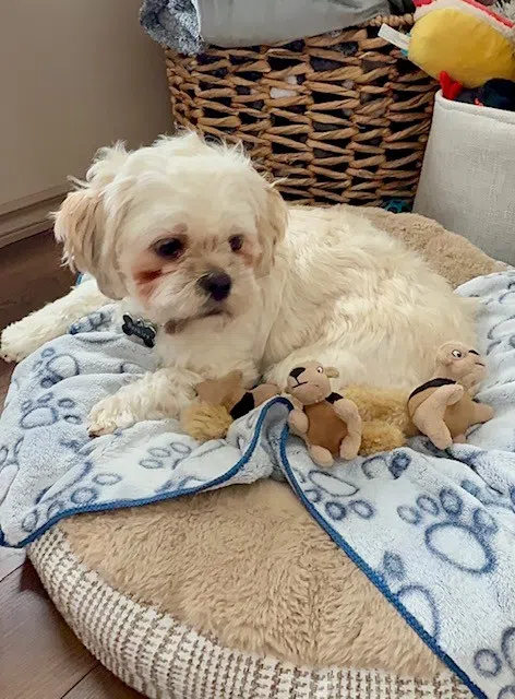 Barkley’s Big Debut | GX94 Radio - Now That's Country! | Harvard Media