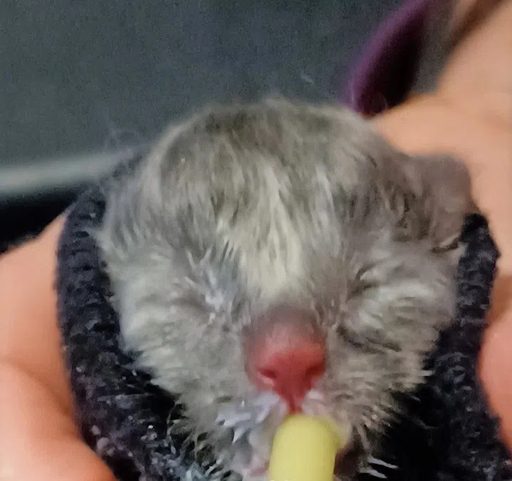 Delta & baby Gamma | 94.1 CRUZ FM | Harvard Media