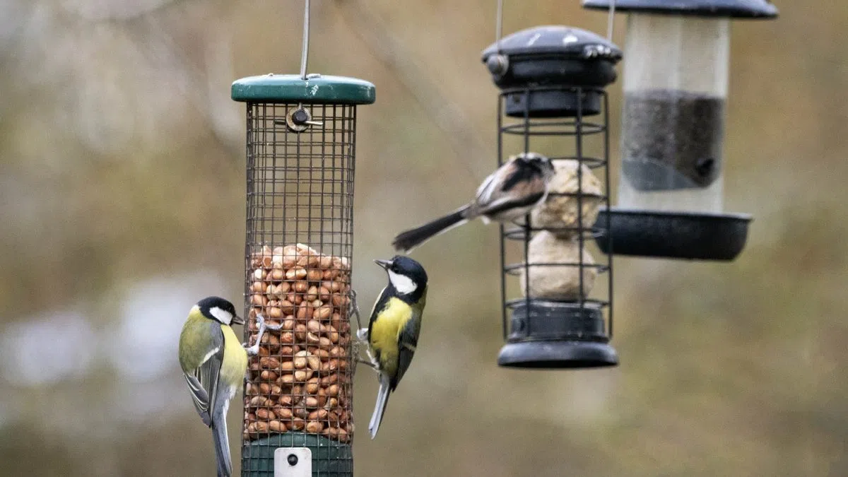 Trump science cuts target bird feeder research, AI literacy work and ...