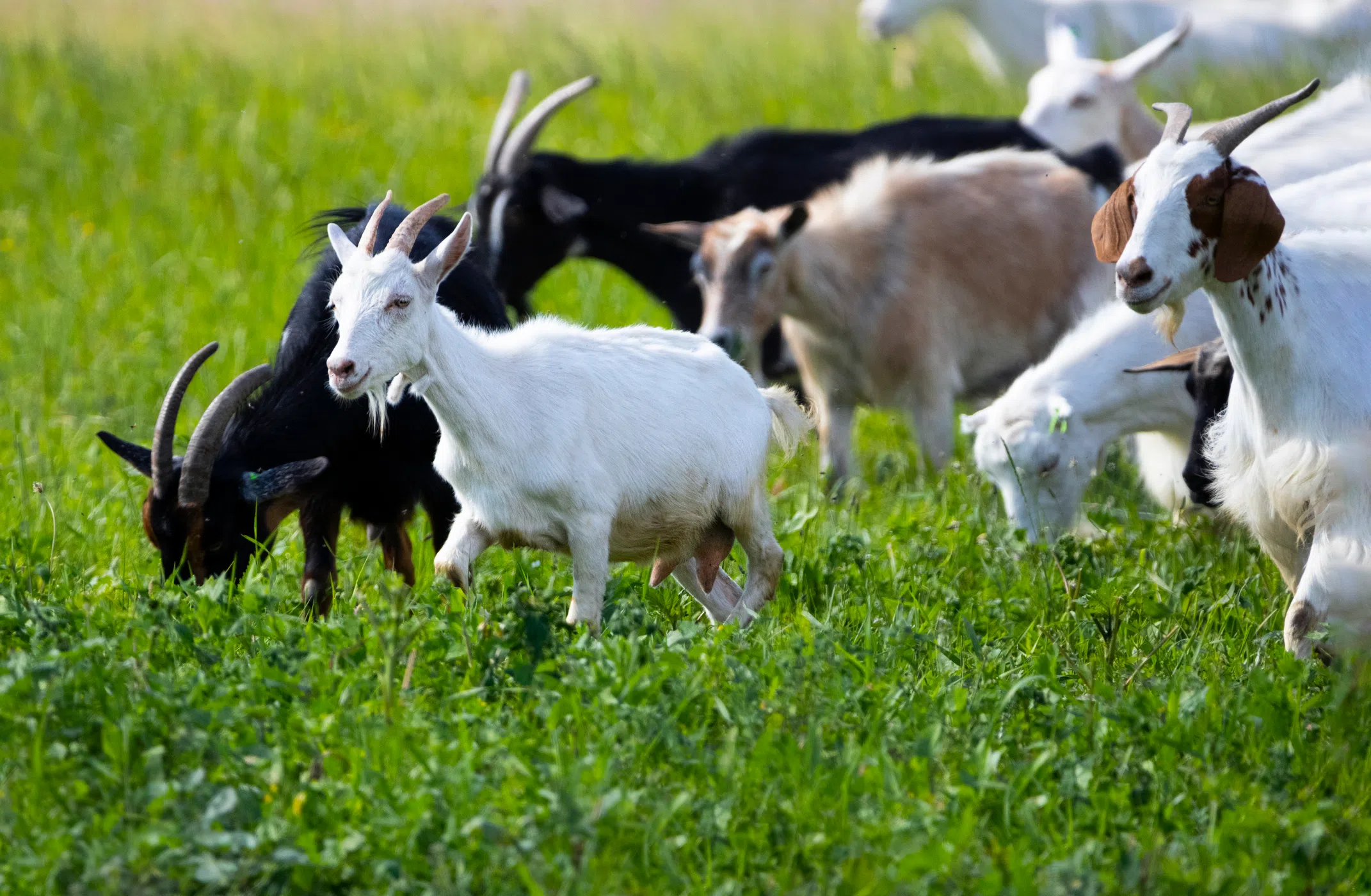 Goats on the Go: Raleigh taps four-legged crew to tackle invasive ...