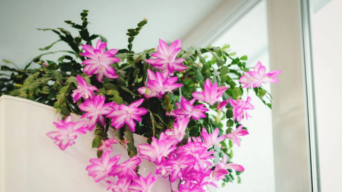 Meet the real holiday cacti and learn the easy way to keep them ...