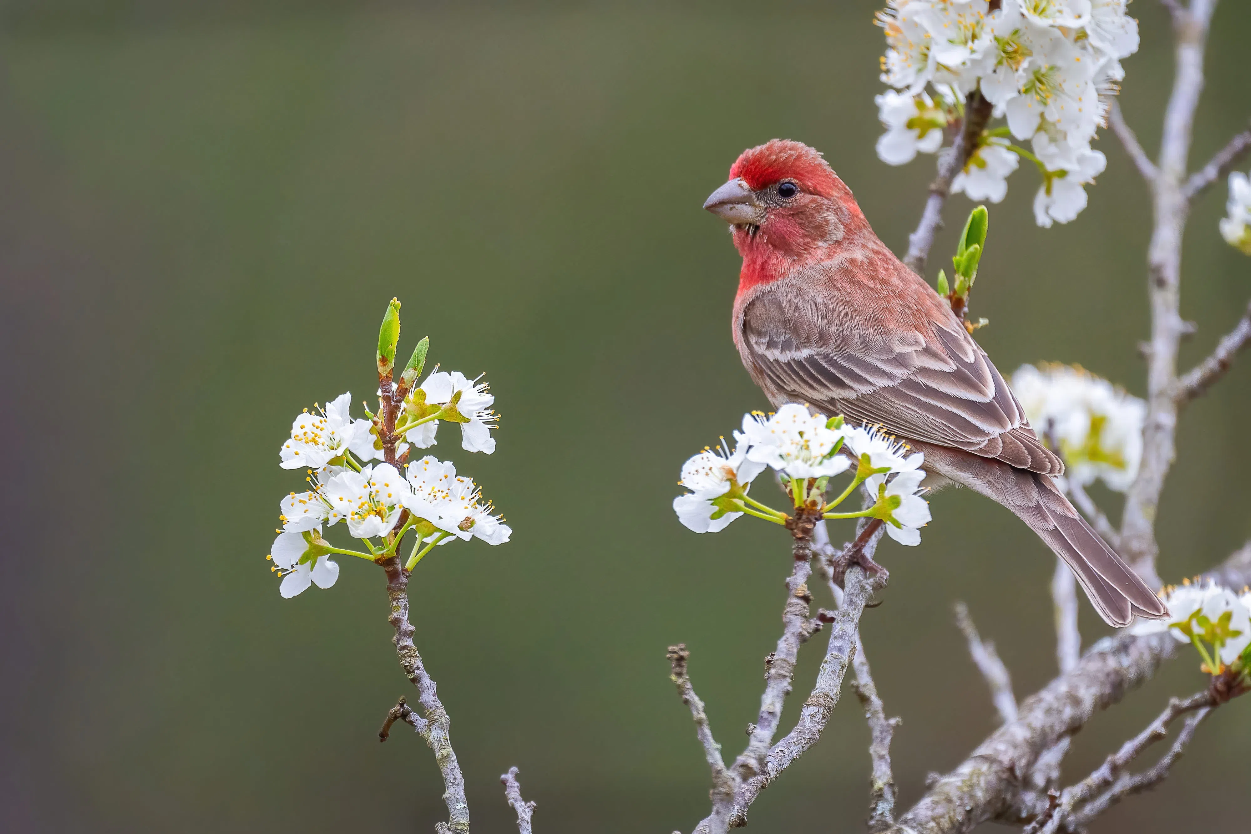 How native plants can turn your yard into a bird habitat | Southern ...