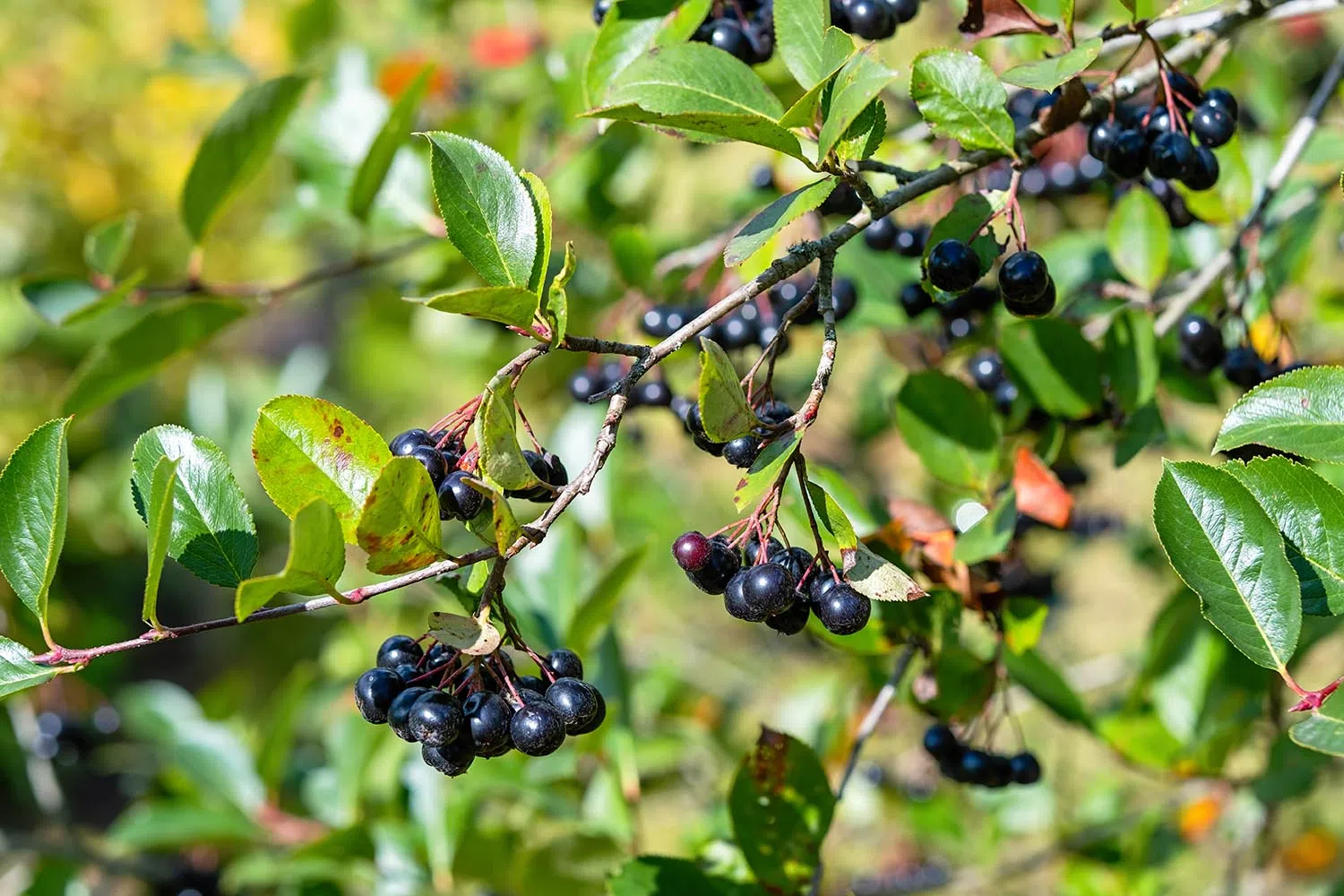 Red and black chokeberries thrive in North Carolina landscapes | FM 92. ...
