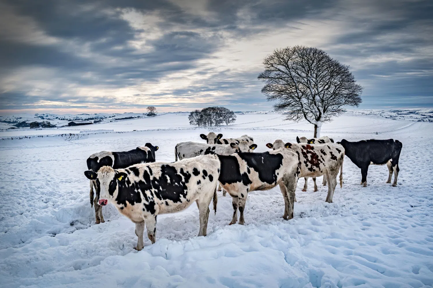 Keeping Livestock Warm This Winter | Southern Farm Network