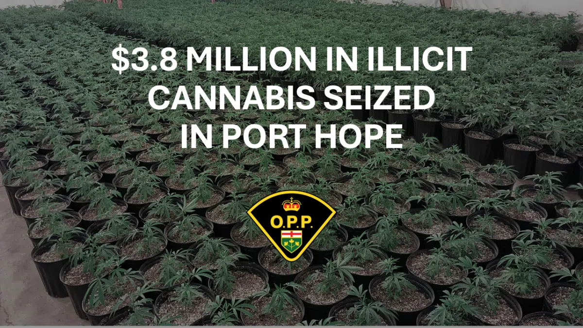 OPP seizes illicit cannabis in Port Hope valued at more than $3.8 ...