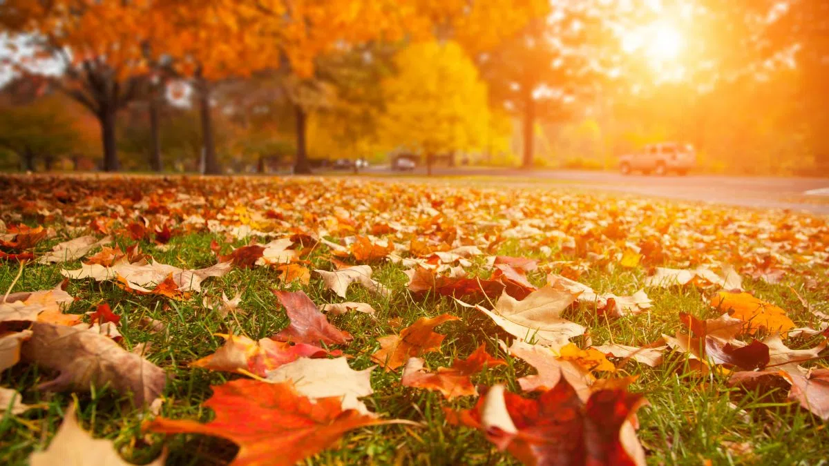 Here’s how Milton residents can be prepared for fall weather | FM101 ...