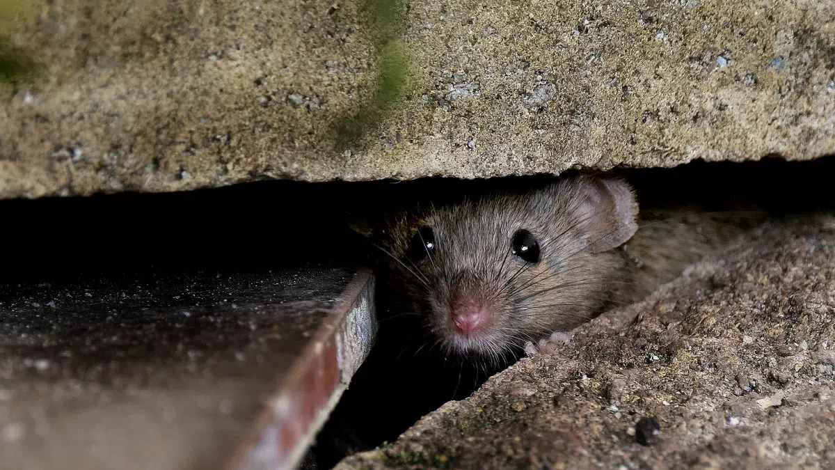 Here’s how to protect yourself from rodents this winter | FM101 ...