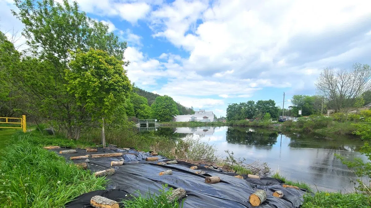 ‘Seeds are easily spread’: Lower Trent working to combat wild parsnip ...