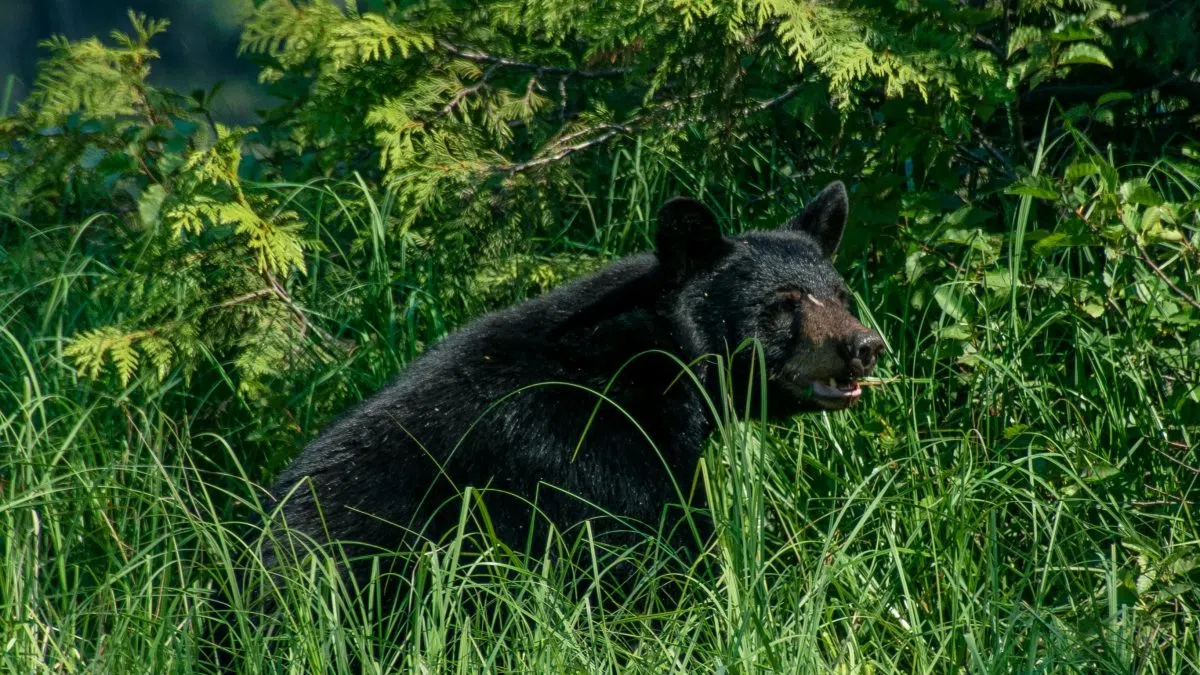 Ontario urges residents to be Bear Wise as bears emerge from ...