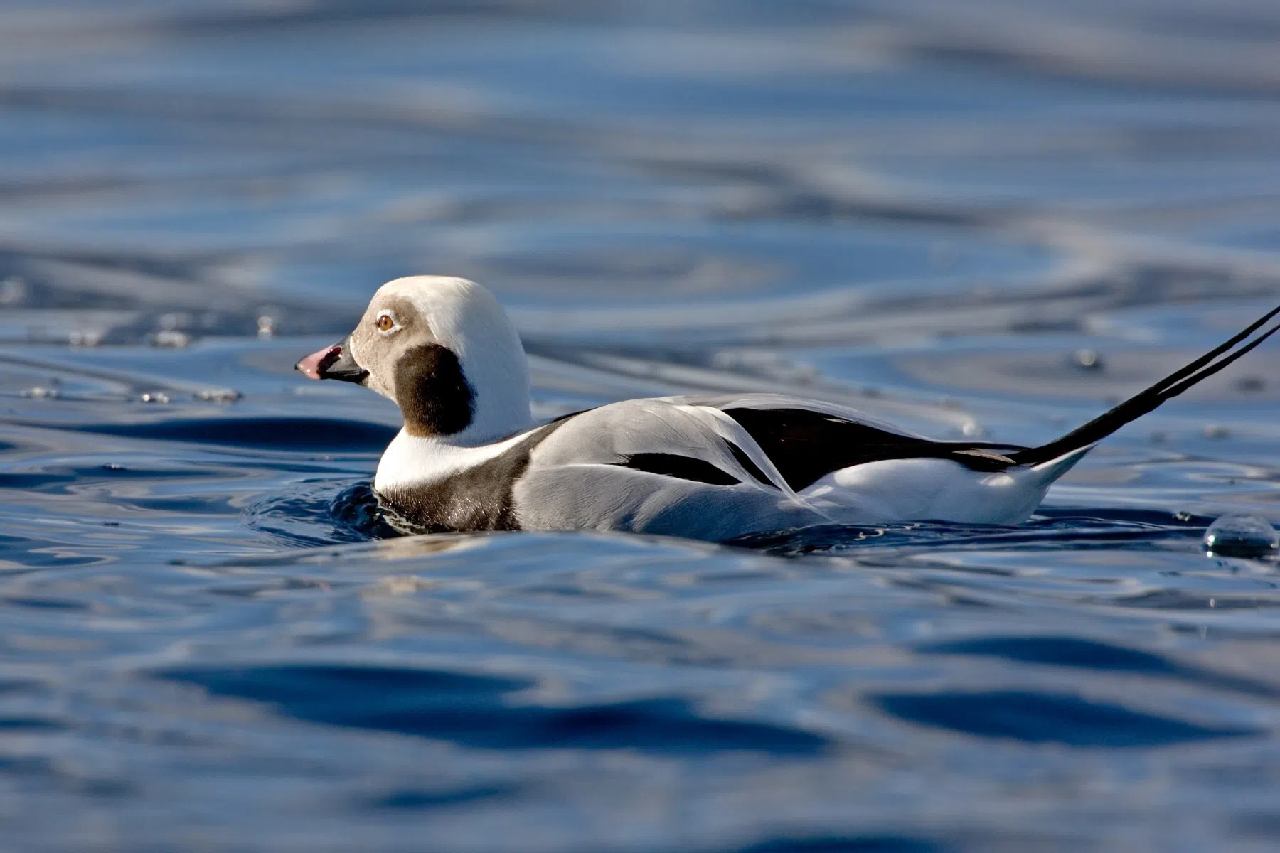 A world-class wildlife spectacle: 47th Waterfowl Weekend returns in ...