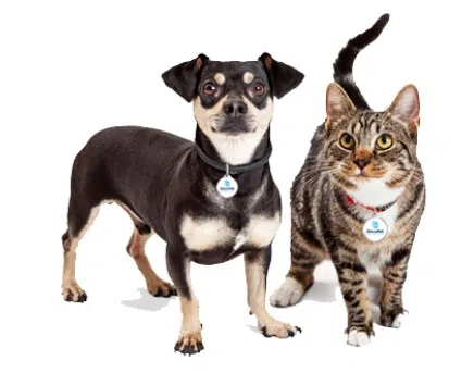 Petawawa working with Docupet to supply online pet tagging and ...