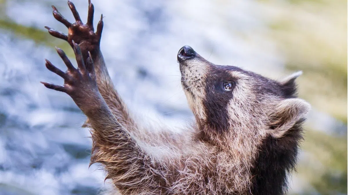 Renfrew County District Health Unit warns residents about rabies risks ...