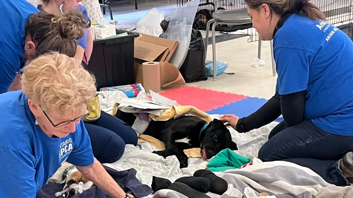 Ontario SPCA’s Petawawa clinic prevents over 5,400 unwanted litters ...