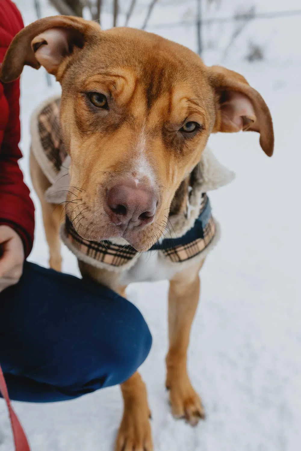 Ontario SPCA urges pet owners to take precautions as extreme cold grips ...