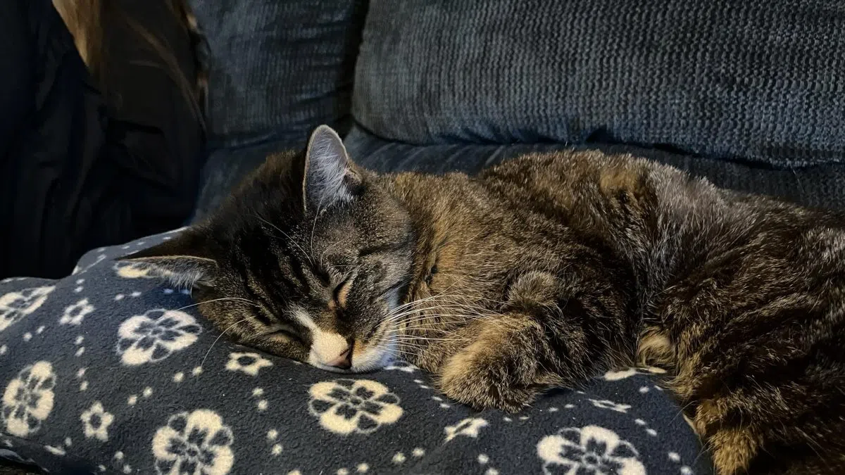 Expert: Total solar eclipse approaching could see cats in dryers and ...