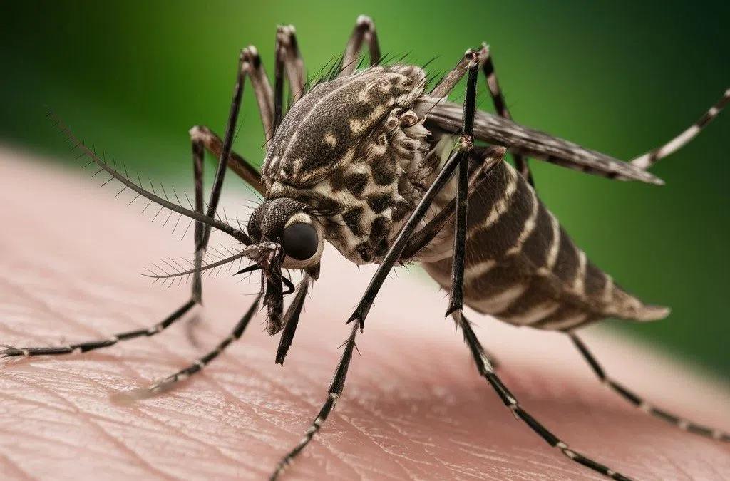 First case of West Nile Virus reported in Niagara mosquitoes | GiantFM