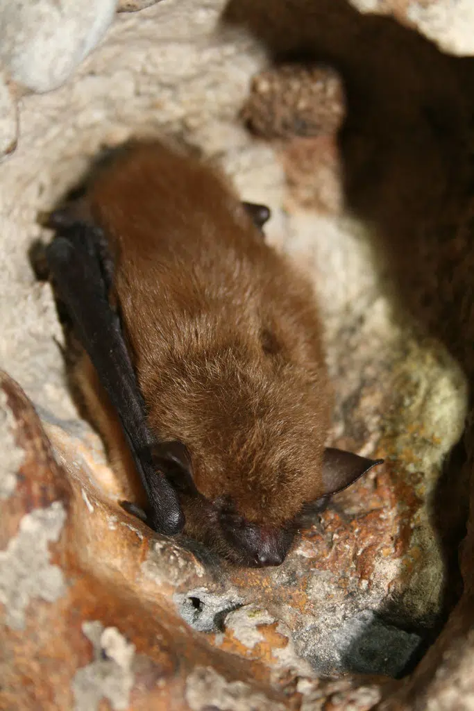 Rabid Bat In Shawano County Leads To Bat Safety Reminders | TCHDailyNews