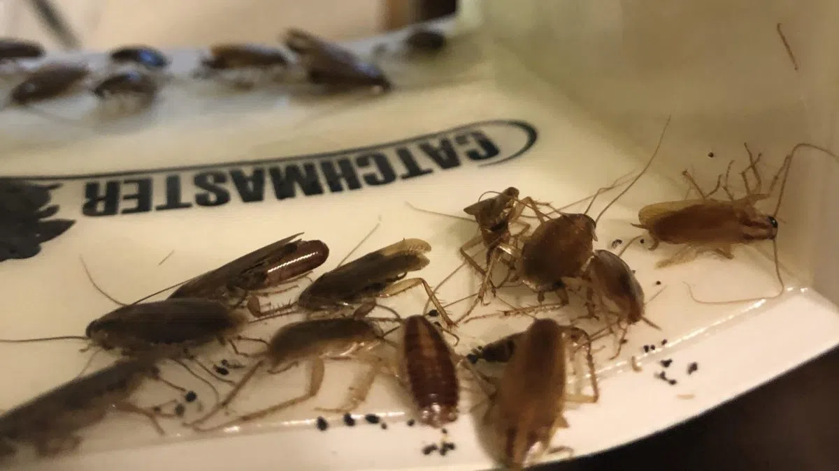 Cockroach infestation frustrates tenants of gov’t funded apartment ...