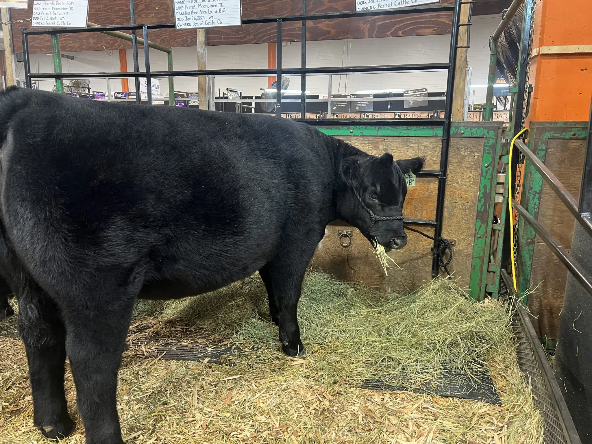 Beef Australia travelled 30hrs to attend Canadian Western Agribition ...