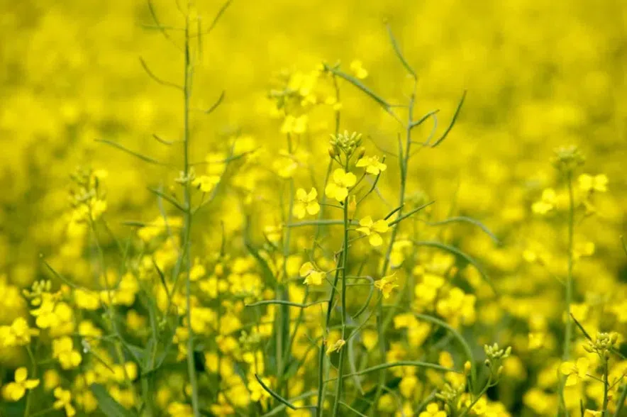 Canola tariff situation with China intricate, but middle ground could ...