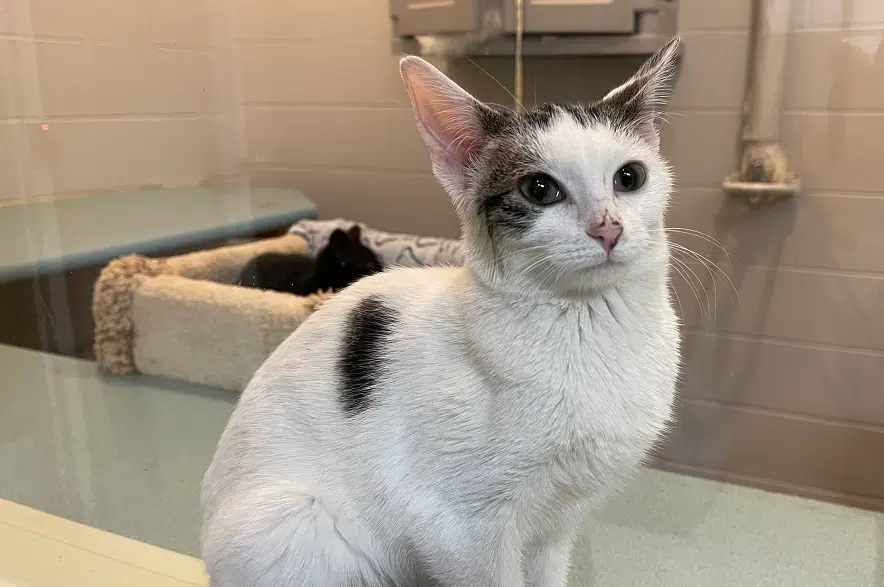 Saskatoon SPCA at full capacity | 650 CKOM