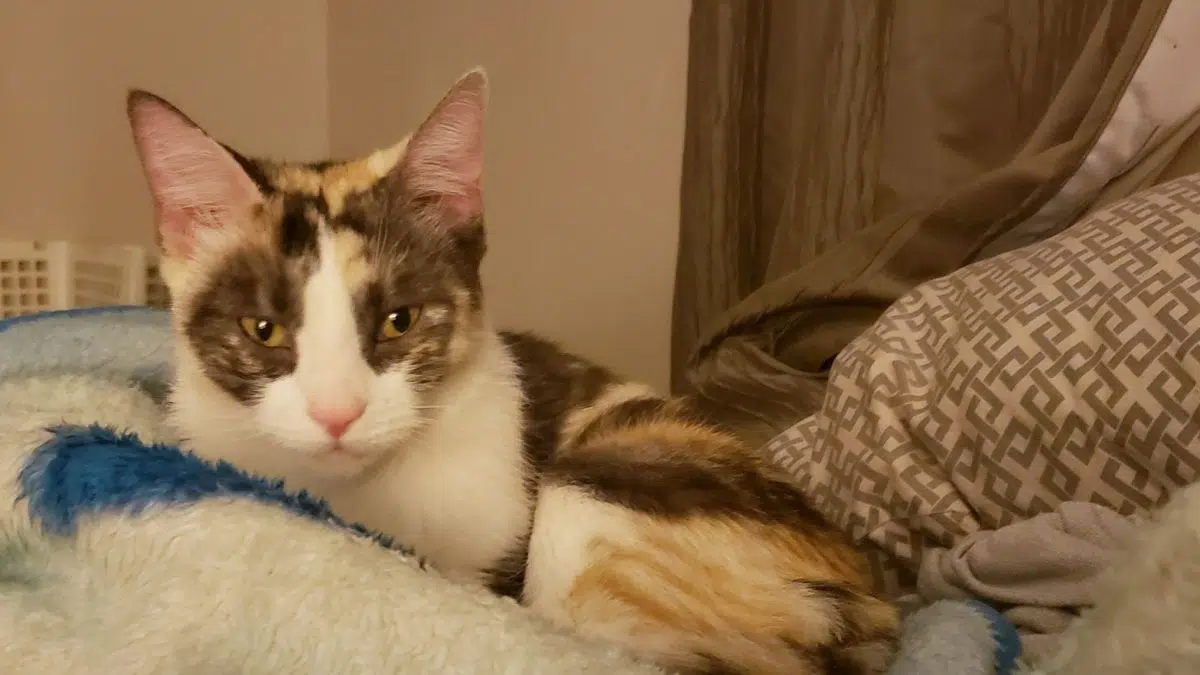 Cat owner upset after Town of Biggar drops lost pet on outskirts | 650 CKOM
