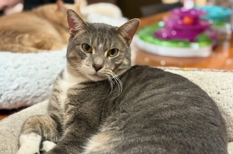 Saskatoon cat cafe owner considers leaving downtown over vandalism ...