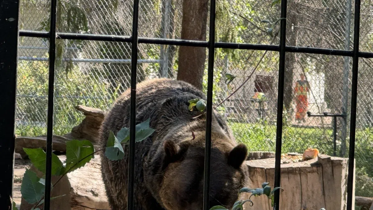 Spring arrives at the Saskatoon Forestry Farm Park & Zoo | 650 CKOM