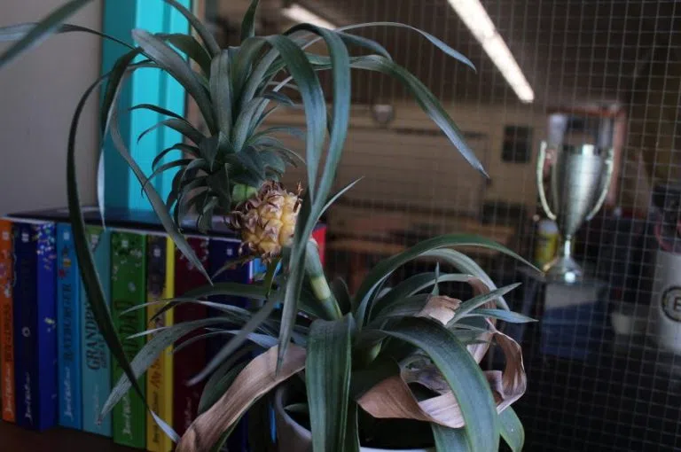 Once upon a classroom: A touch of Tinkerbell at Wildwood School | 650 CKOM