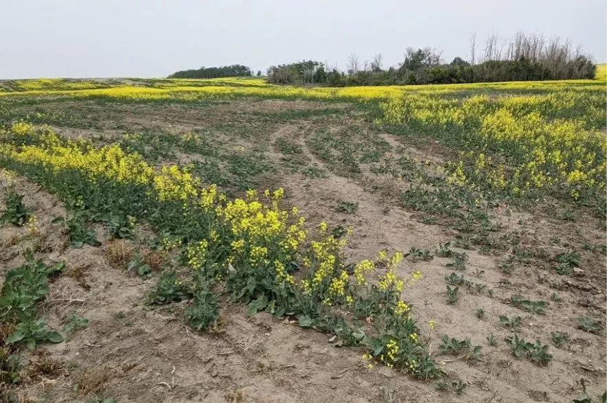 Short-term canola questions answered, long-term outlook still uncertain ...