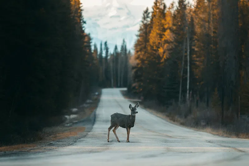 Rcmp Remind Alberta Motorists To Stay Focused Behind The Wheel This Spring Big West Country 92 2650