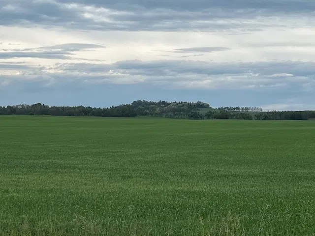 Alberta Crop Report: June 24, 2025 | Big West Country 92.9 FM