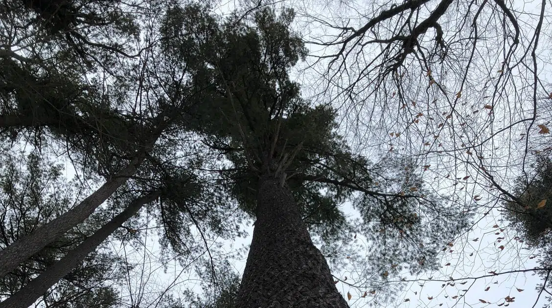 COMMUNITY SPOTLIGHT: Spend some therapy time in Gillies Grove | 96.1 ...